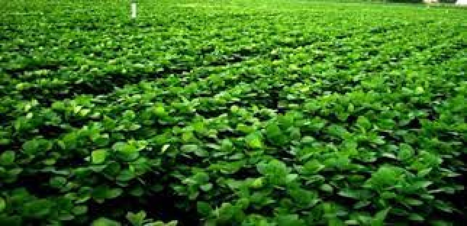 High-yielding and pest-resistant variety of soybean