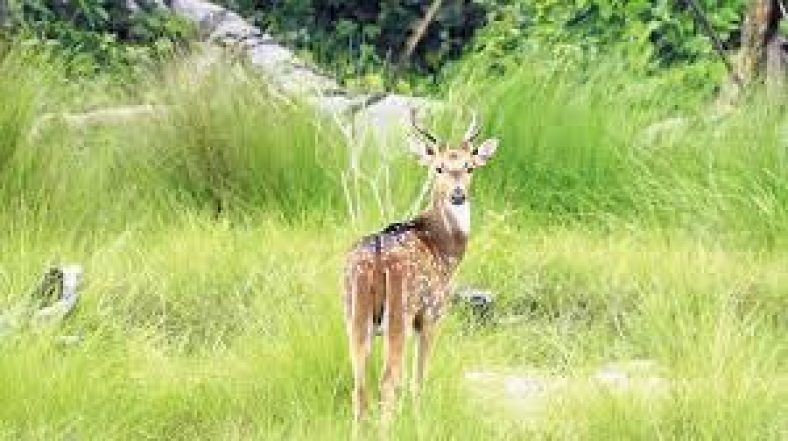 Raimona Reserve Forest Named Sixth National Park In Assam raimona-reserve-forest-named-sixth-national-park-in-assam