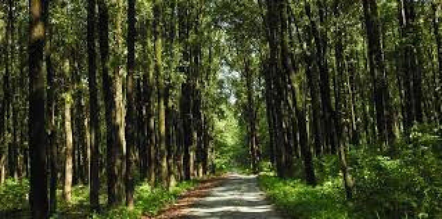 National Forest Policy of India