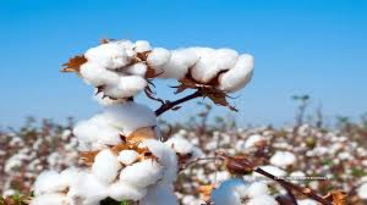 Centre Launches ₹600 Crore ‘Kapas Kranti’ Mission to Boost Long‑Staple ...
